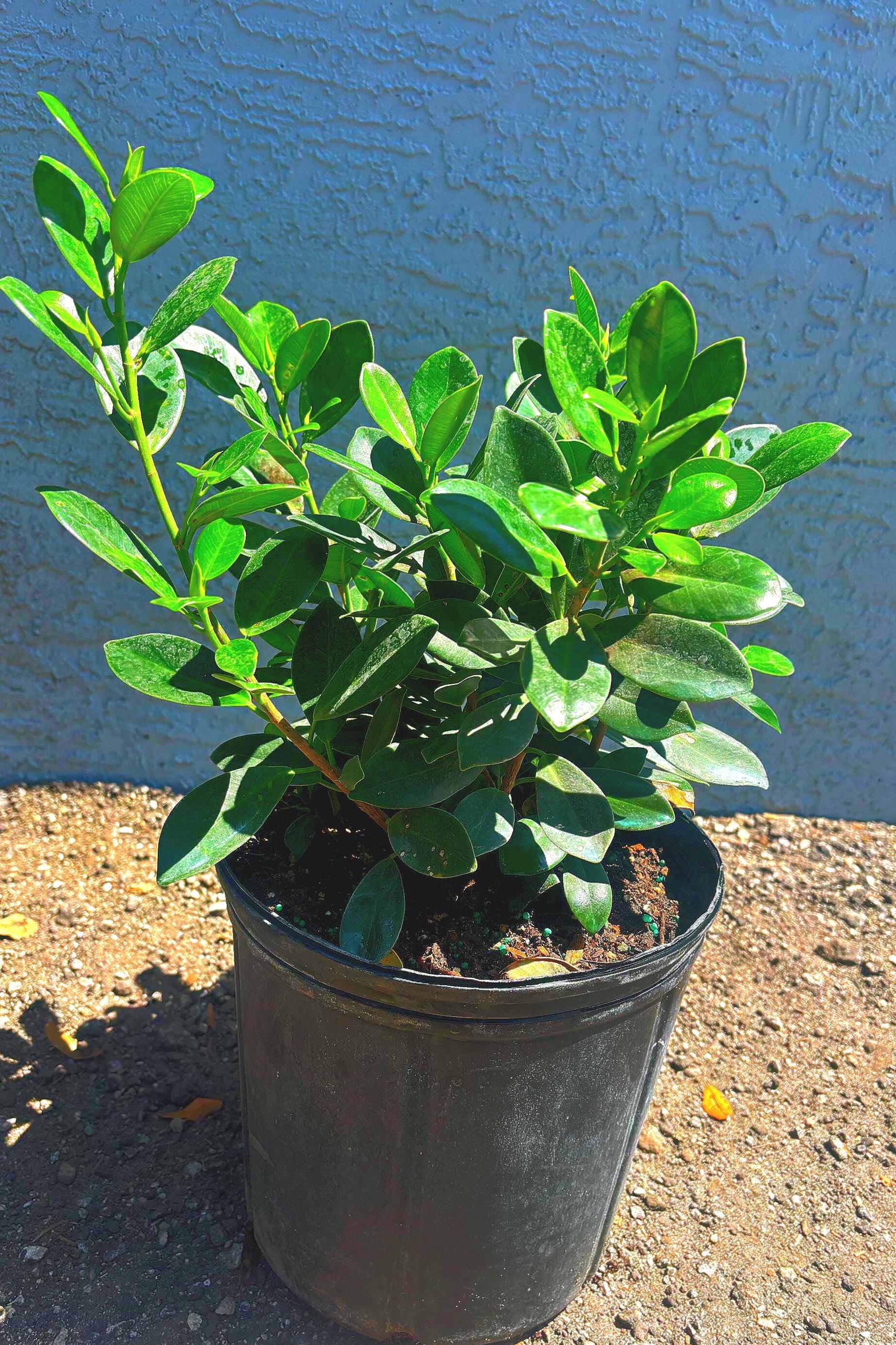 Green Island Ficus Bush – Ficus Microcarpa – 3 Gallon Live Plant ...