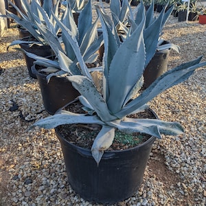 Blue Agave (agave Azul / Tequila Agave) – Large Plant in 3 Gallon Pot ...