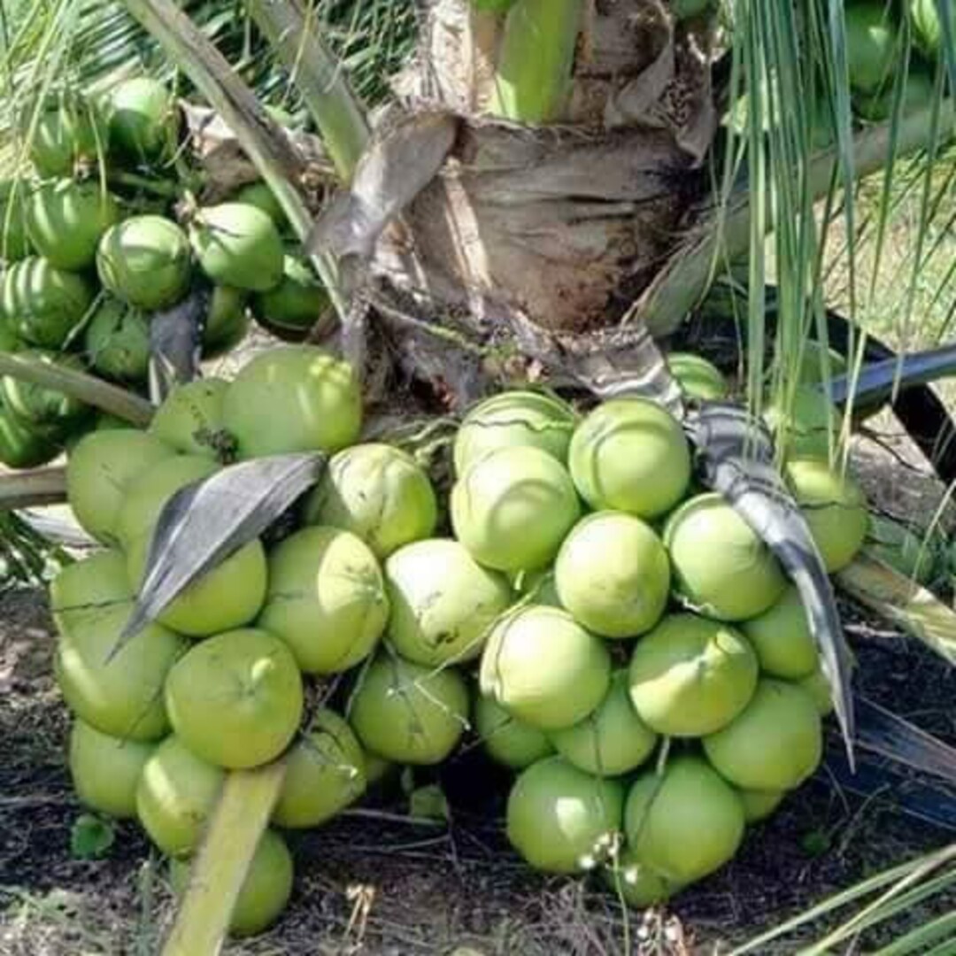Rare Dwarf Green Malayan Coconuts Seeds (BOGO) Free Shipping! - Etsy