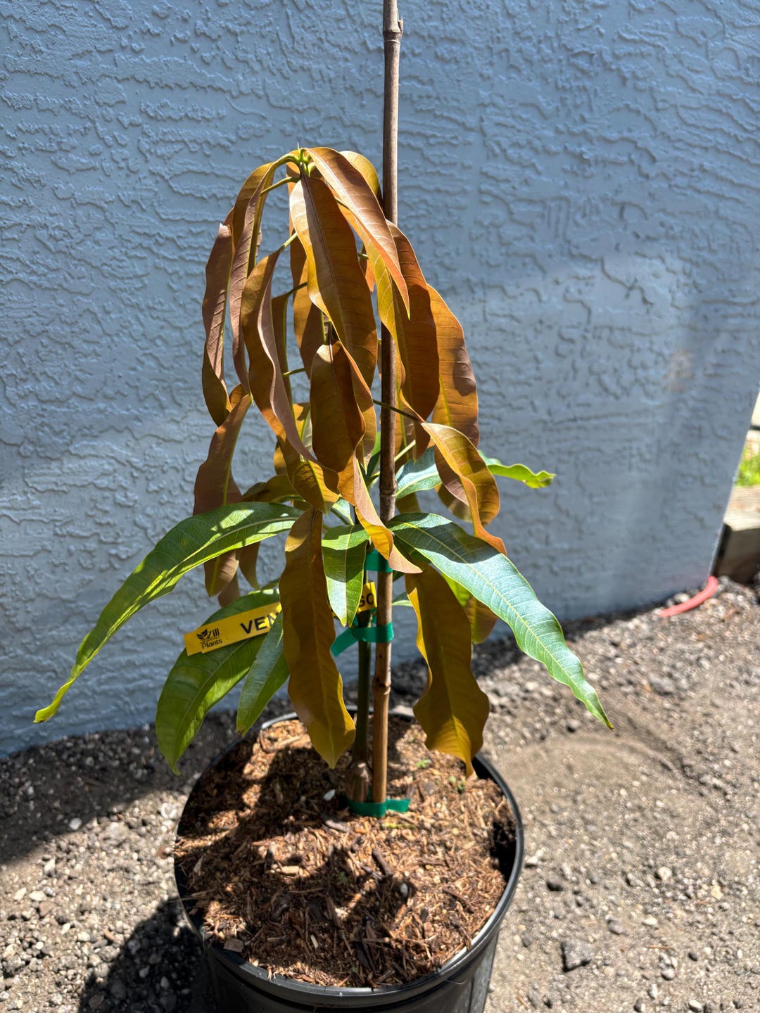 Grafted Venus Mango, 3 Gallon Pot Fully Rooted and Free Shipping! No ...