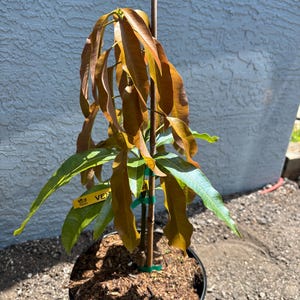 Grafted Venus Mango, 3 Gallon Pot Fully Rooted and Free Shipping! No ...