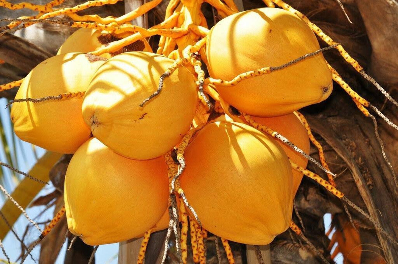 Very Rare Dwarf Yellow Malayan Coconut Seeds FREE SHIPPING - Etsy