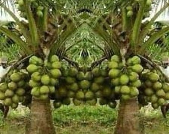 Rare Costa Rican Certified Dwarf Green Malayan Coconut free Shipping - Etsy
