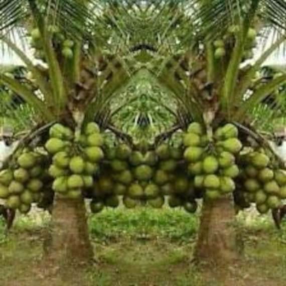 Green Malayan Dwarf Coconut Tree – Eddies Acres