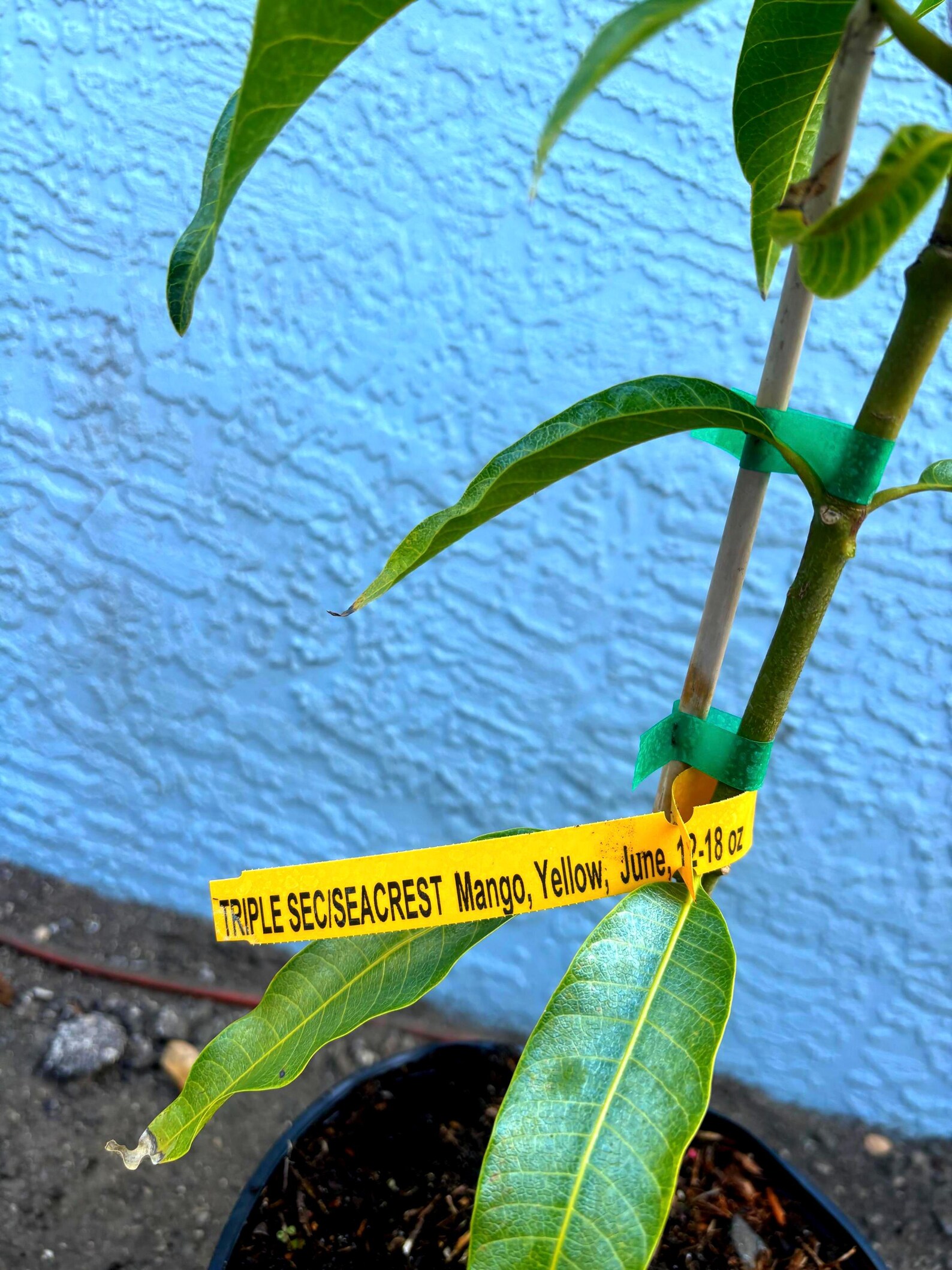 Grafted Triple Sec Mango Tree: Seacrest Variety, 3 Gallon Pot, Fully ...