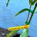 Grafted Triple Sec Mango Tree: Seacrest Variety, 3 Gallon Pot, Fully ...