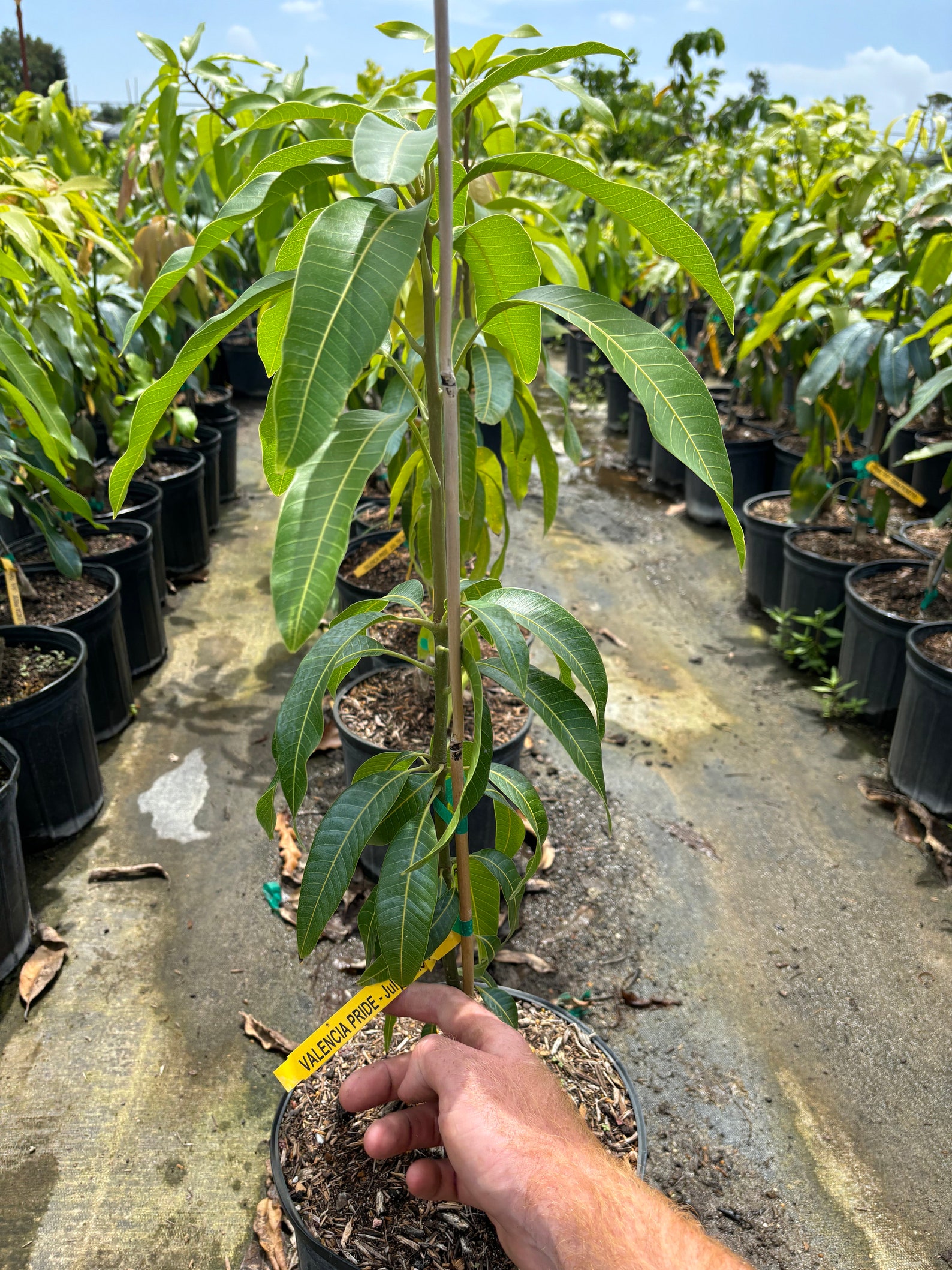 Grafted Valencia Pride Mango Tree - 3 Gallon Pot, Fully Rooted, Free ...