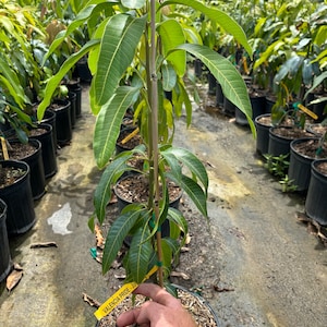 Grafted Valencia Pride Mango Tree - 3 Gallon Pot, Fully Rooted, Free ...