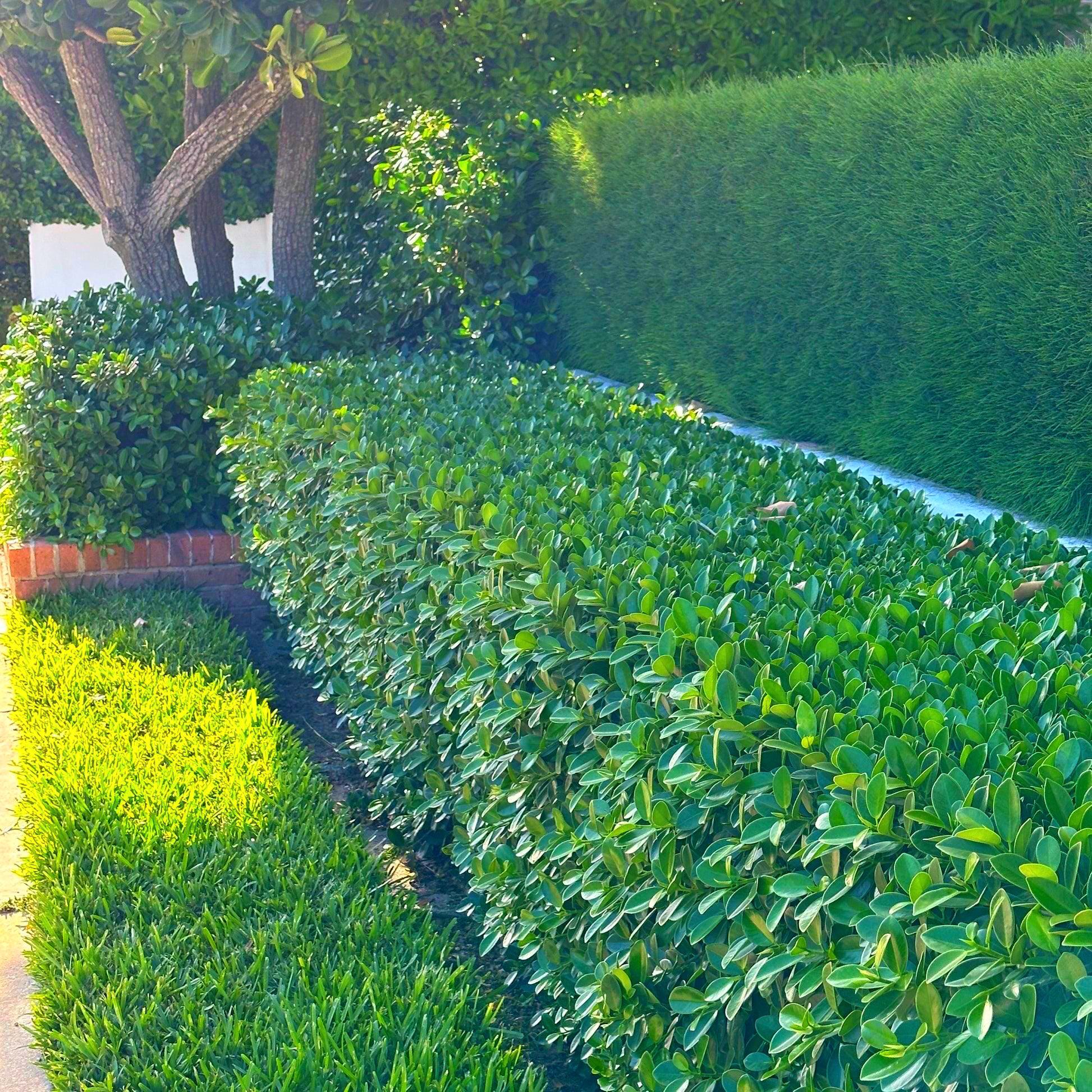 Green Island Ficus Bush – Ficus Microcarpa – 3 Gallon Live Plant ...