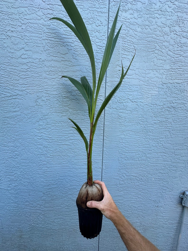 Rare Dwarf Green Malayan Costa Rican Certified Sprouted Coconut Tree 2 ...