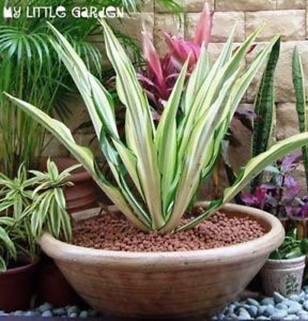 Variegated False Agave Plant - 3 Gallon Pot, Fully Rooted, Free ...