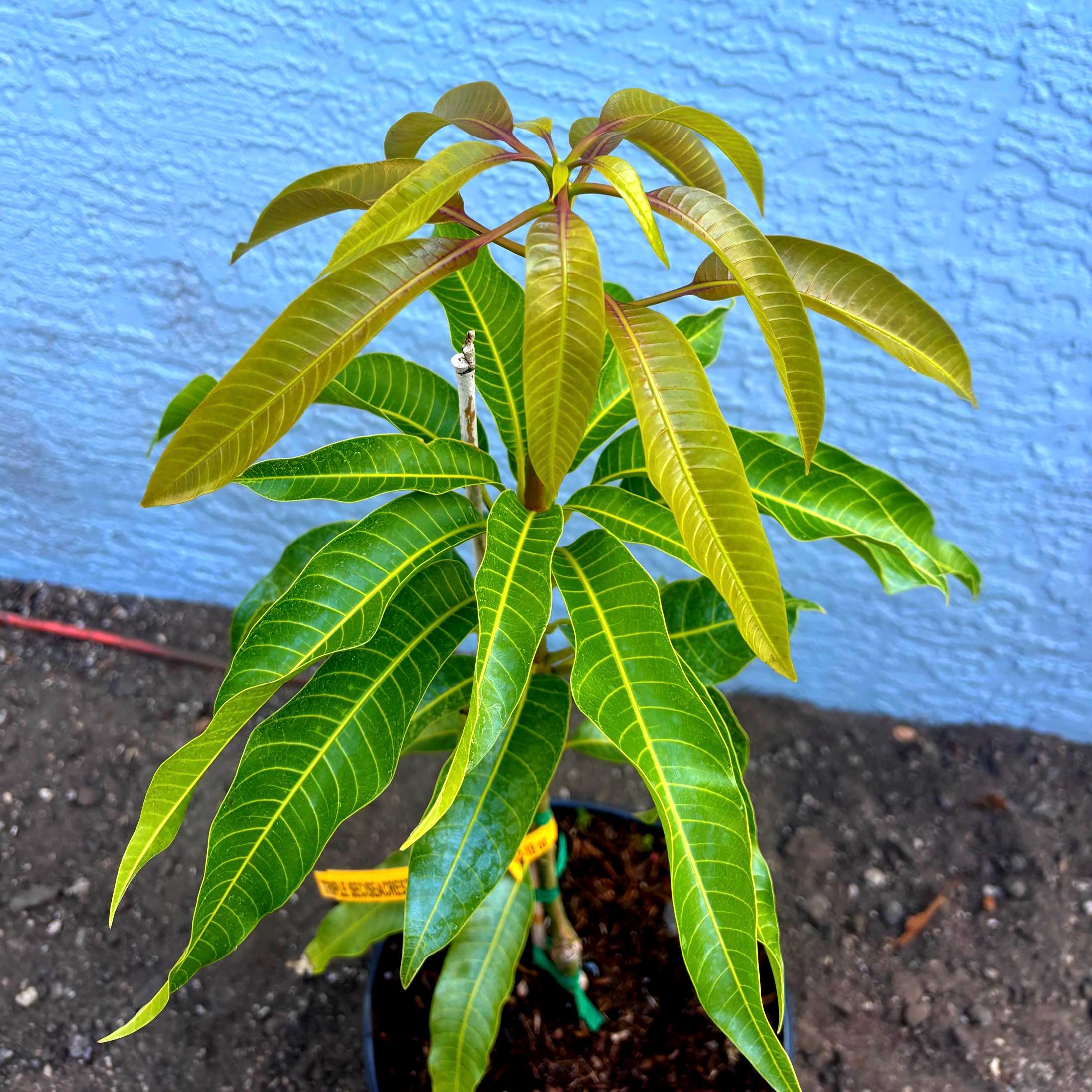 Grafted Triple Sec Mango Tree: Seacrest Variety, 3 Gallon Pot, Fully ...