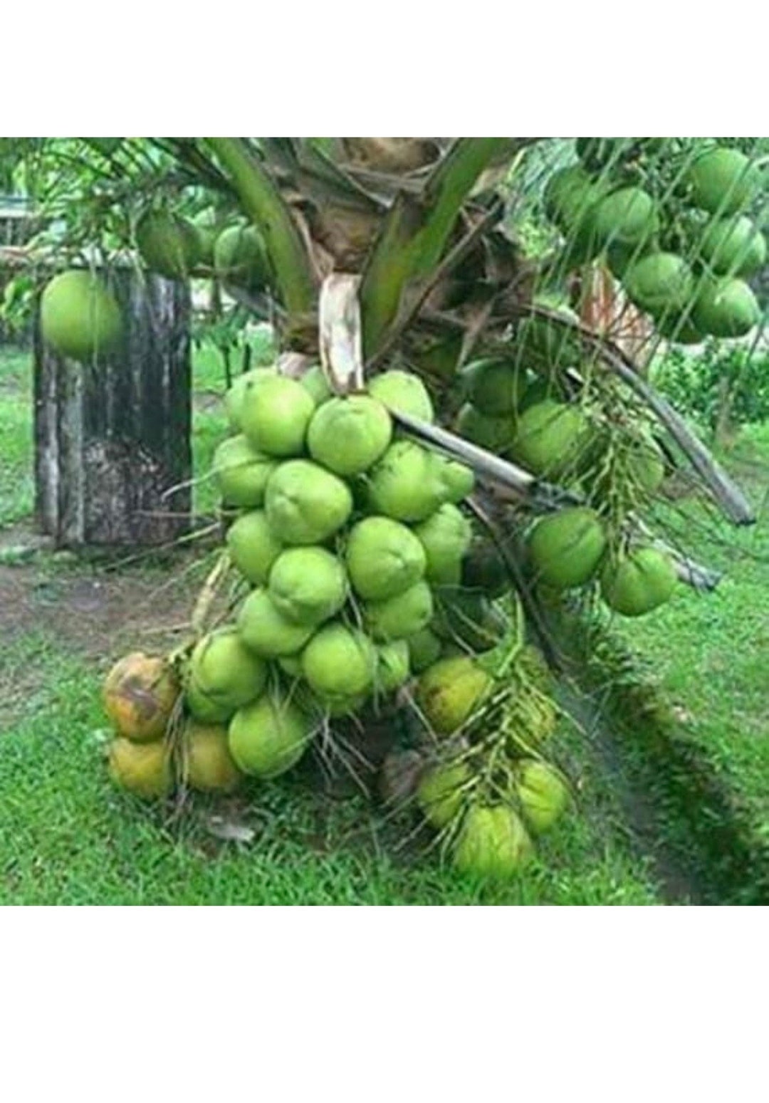 Rare! Dwarf Green Malayan Sprouted Coconut Palm - Costa Rican Certified ...