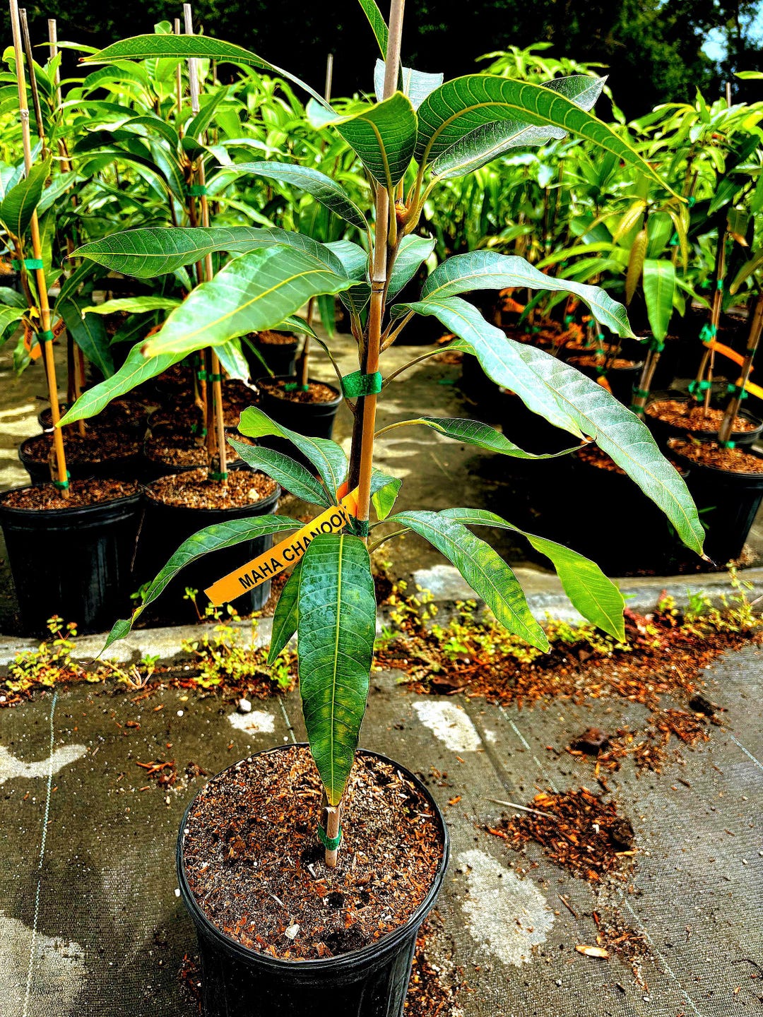 Grafted Maha Chanook Mango Tree - 3 Gallon Pot, Fully Rooted, Free ...