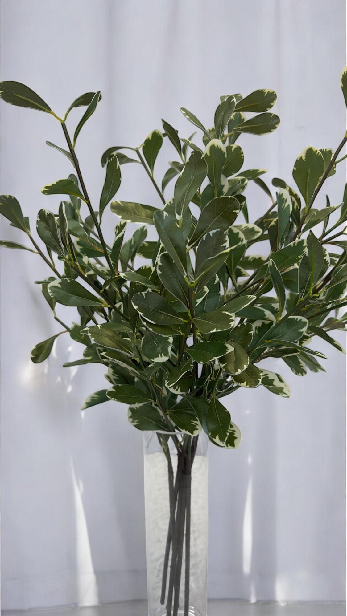 Real Touch Varigated Pittosporum Green Stem 34" - Etsy