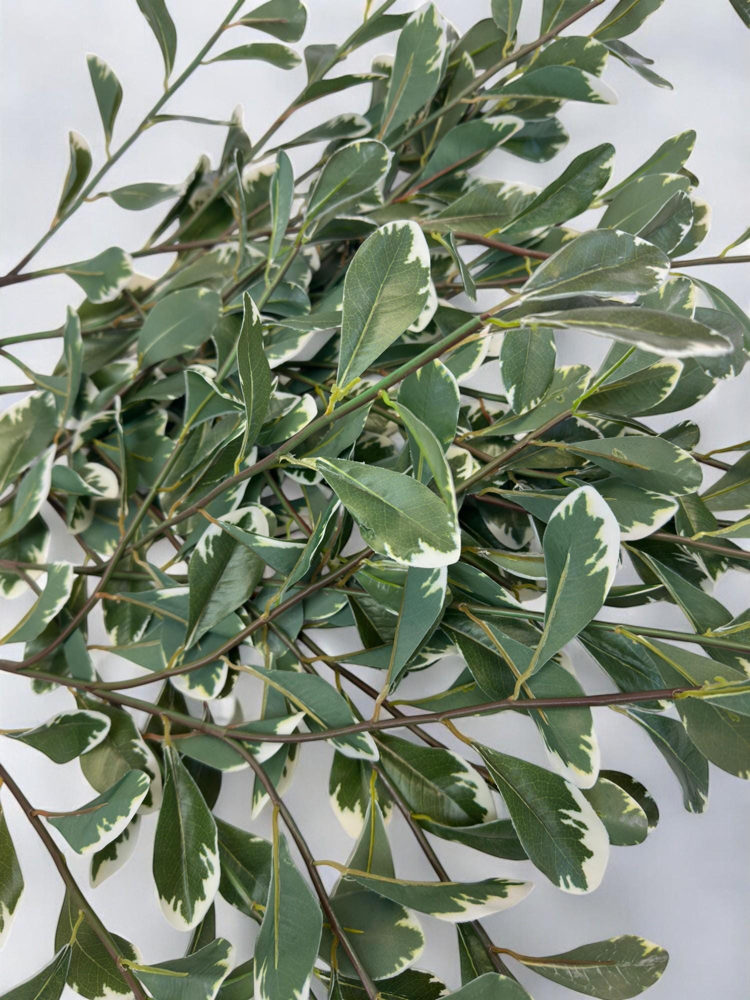 Real Touch Varigated Pittosporum Green Stem 34" - Etsy
