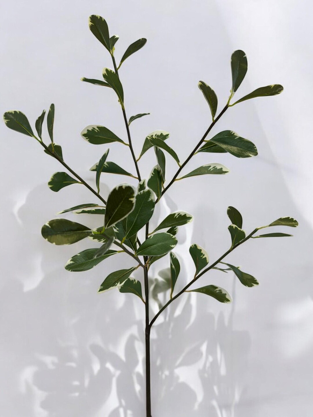 Real Touch Varigated Pittosporum Green Stem 34" - Etsy