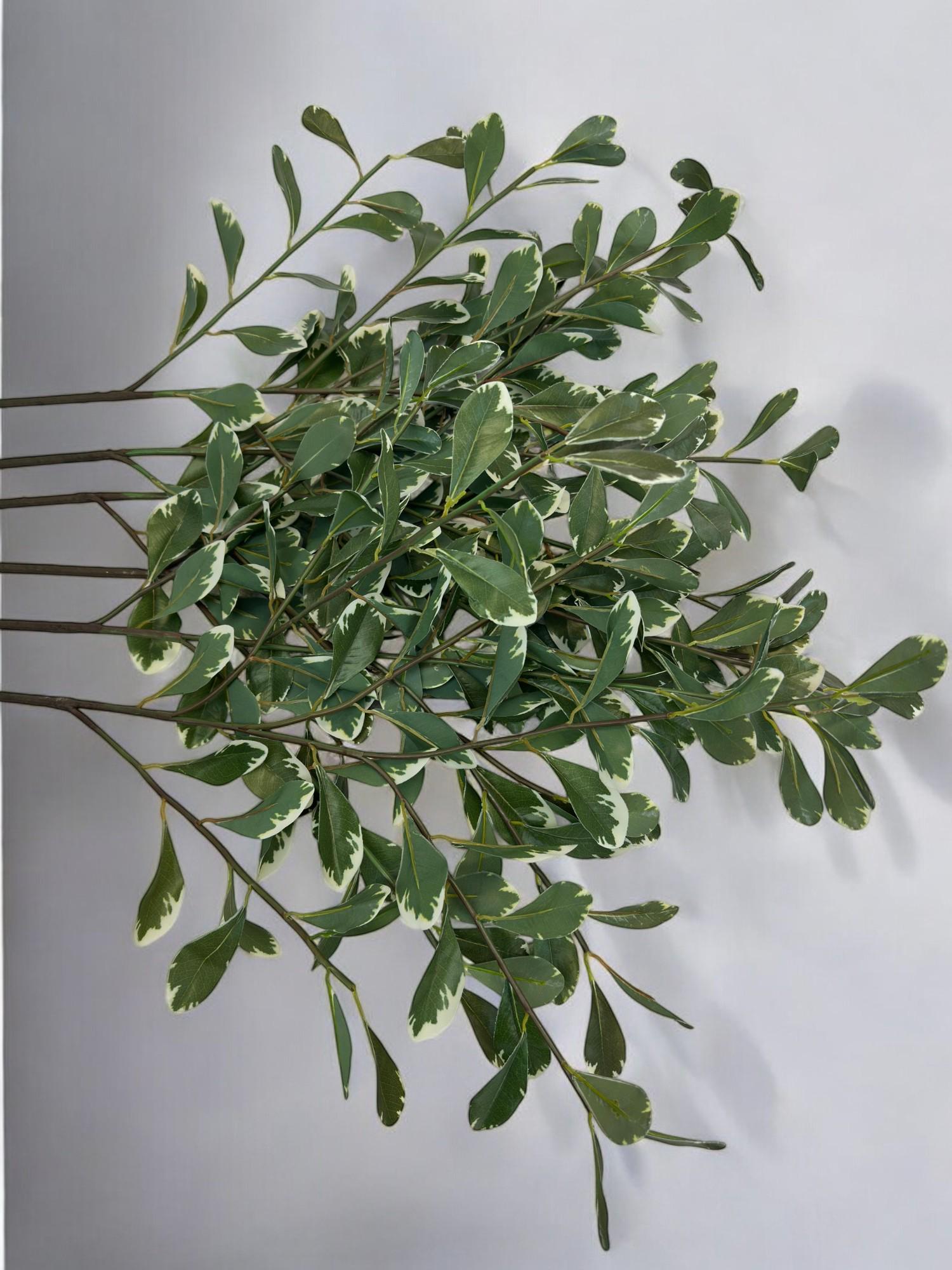 Real Touch Varigated Pittosporum Green Stem 34" - Etsy