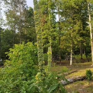 Organic Mullein Seeds(100+) - Etsy