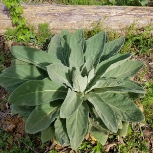 Organic Mullein Seeds(100+) - Etsy