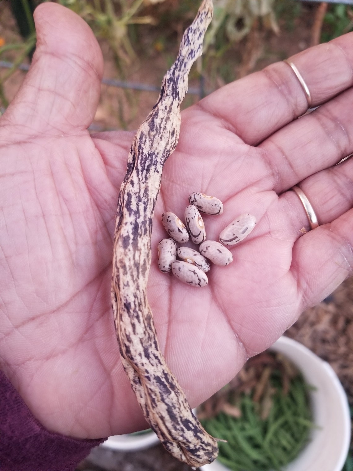 Rattlesnake Pole Bean Seeds - Etsy
