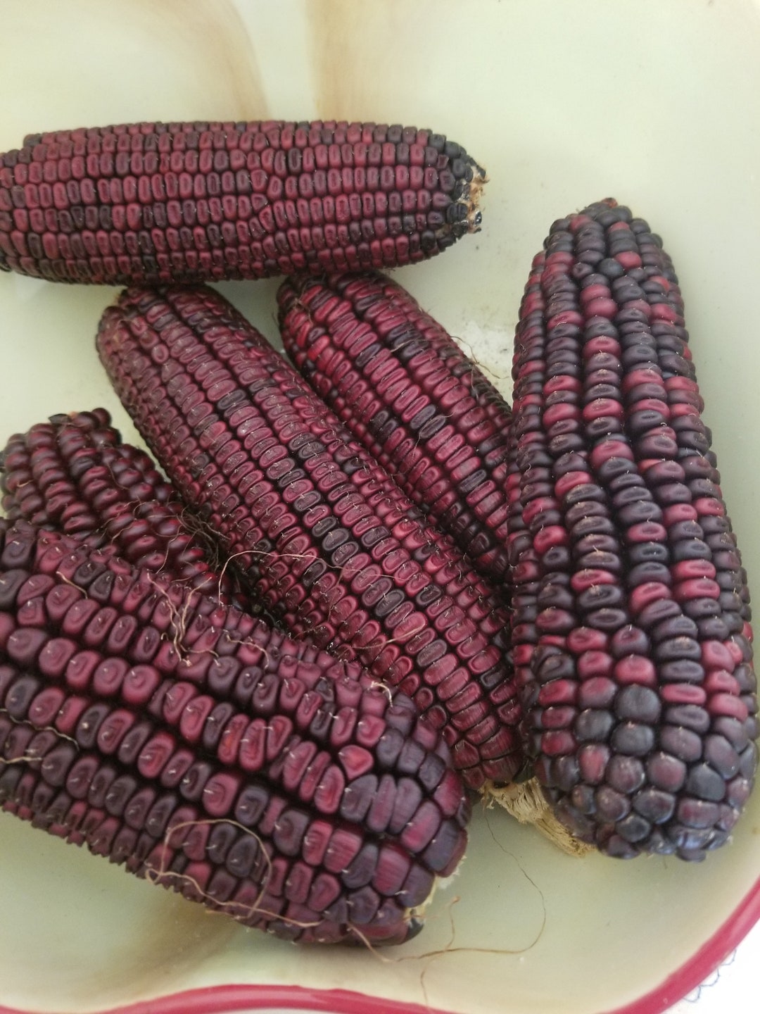 Jimmy Red Dent Corn (heirloom) 50+seeds - Etsy
