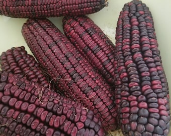 Ruby Red Queen Sweet Corn Anthocyanin Antioxidants - Etsy
