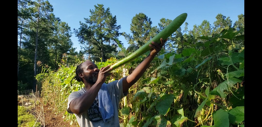 Cucuzza Squash Seeds (heirloom) - Etsy