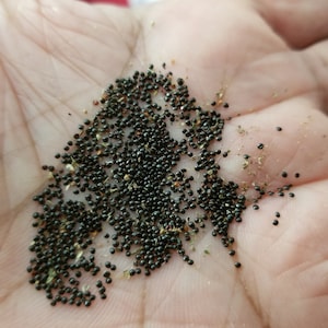 Jamaican Callaloo Seeds - Etsy