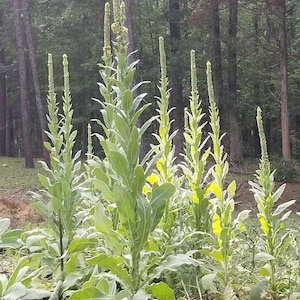 Organic Mullein Seeds(100+) - Etsy