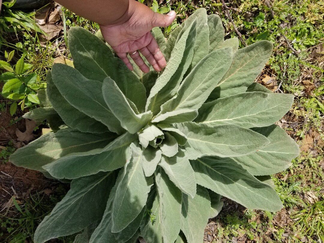Organic Mullein Seeds(100+) - Etsy