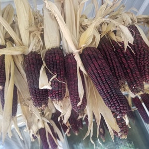 Jimmy Red Dent Corn (heirloom) 50+seeds - Etsy