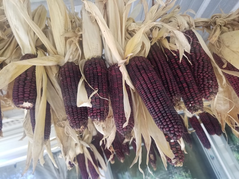 Jimmy Red Dent Corn (heirloom) 50+seeds - Etsy