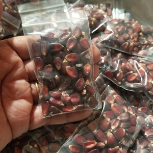 Jimmy Red Dent Corn (heirloom) 50+seeds - Etsy