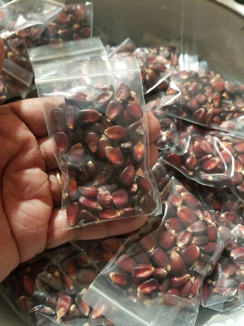 Jimmy Red Dent Corn (heirloom) 50+seeds - Etsy