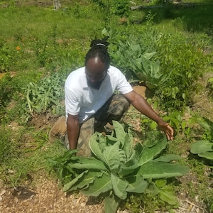 Organic Mullein Seeds(100+) - Etsy