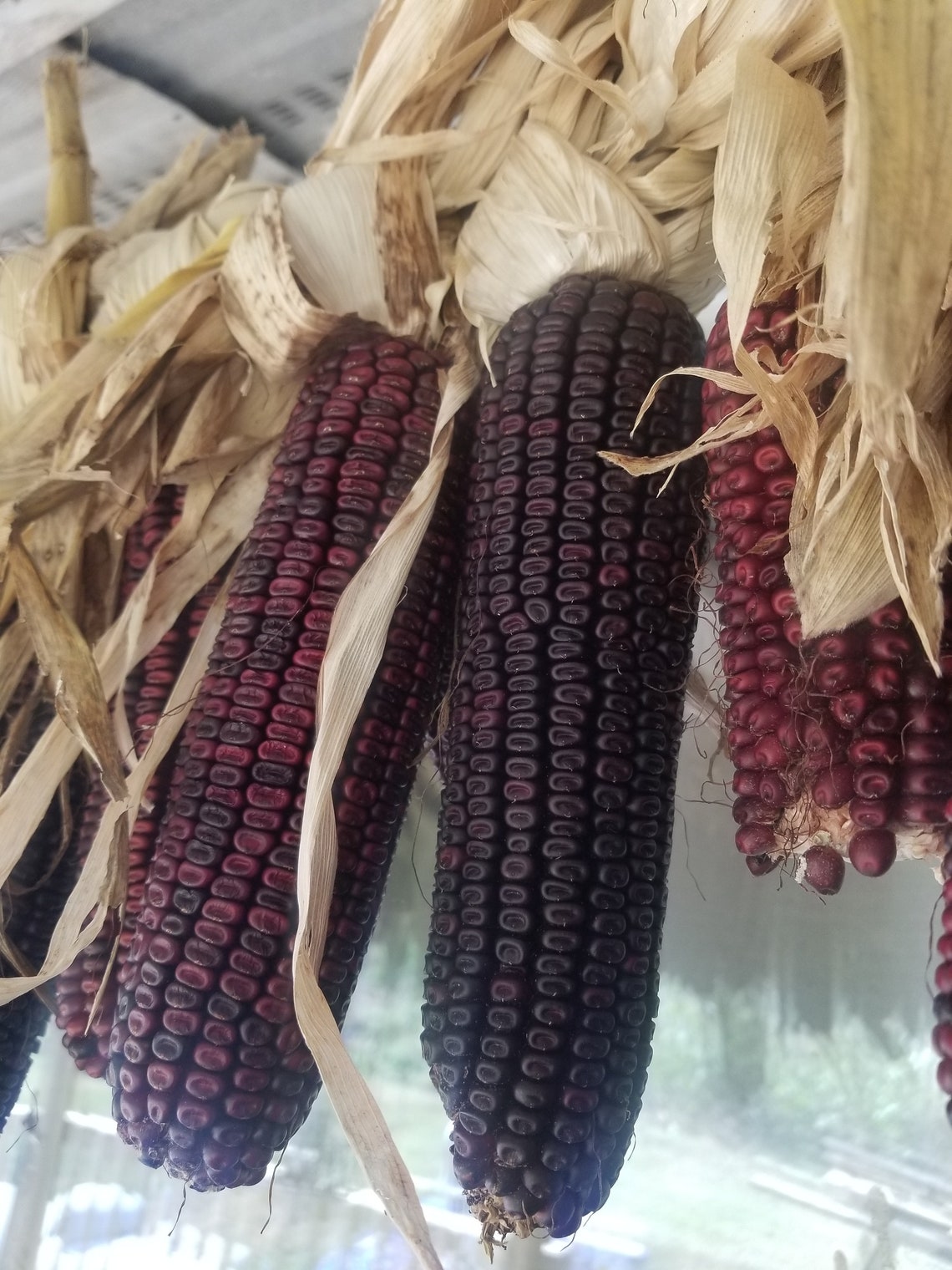 Jimmy Red Dent Corn (heirloom) 50+seeds - Etsy