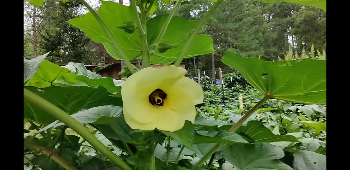 Motherland Okra ( Heirloom) 18 Seeds - Etsy