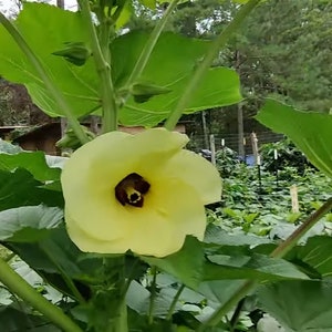 Motherland Okra ( Heirloom) 18 Seeds - Etsy