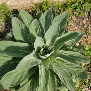 Organic Mullein Seeds(100+) - Etsy
