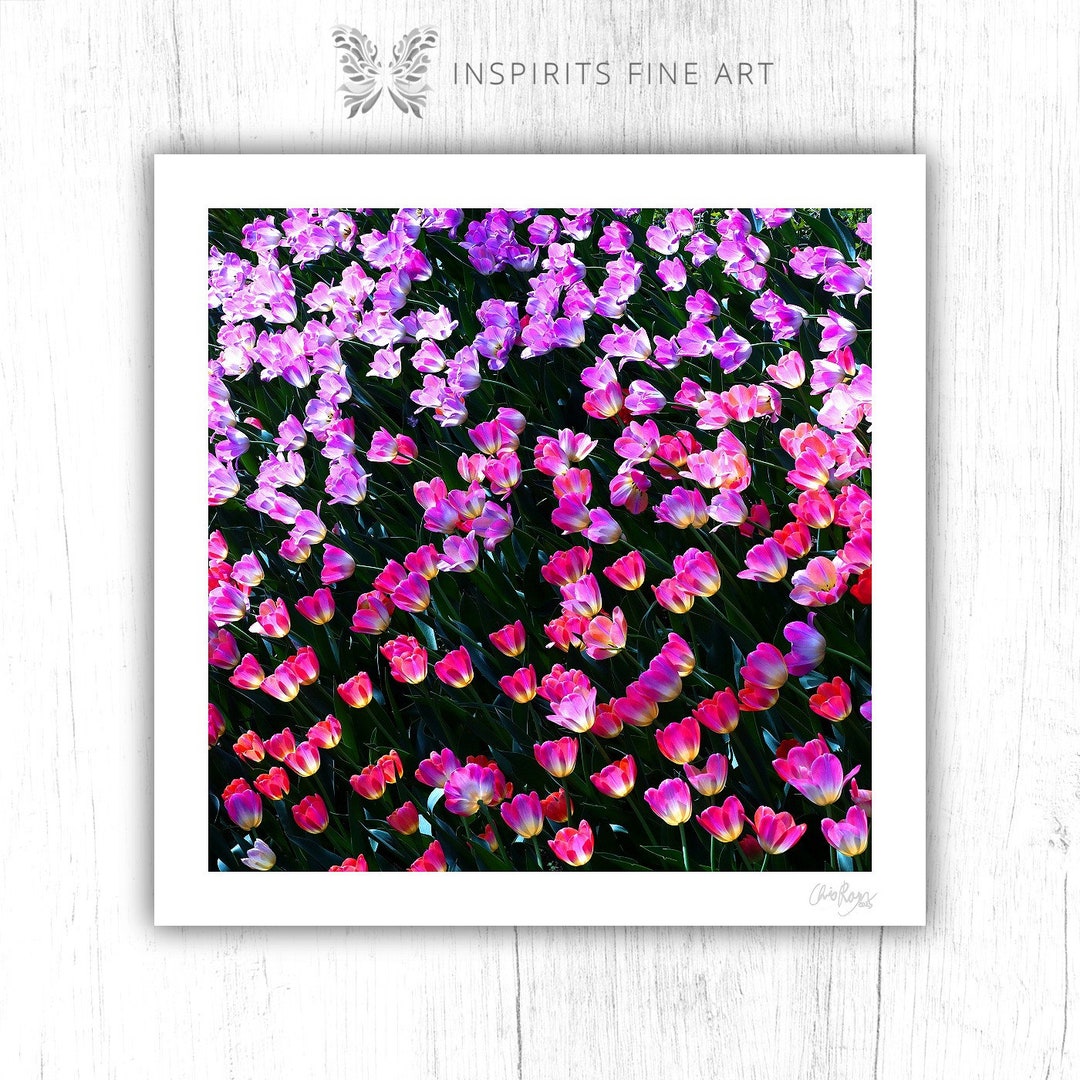 Rainbow Tulip Art Print Birth Flower April 12x12, Tulip Poster 24x24 ...