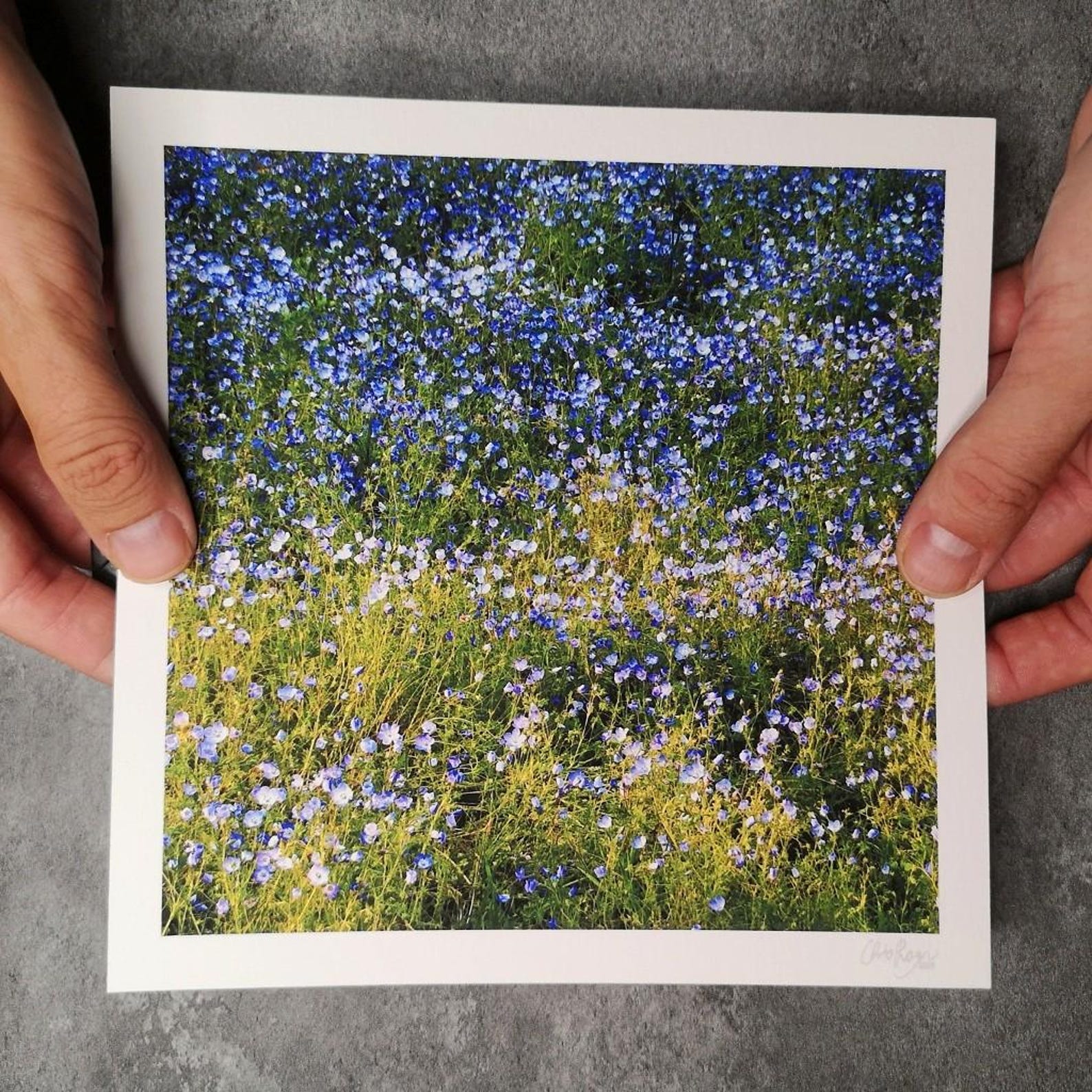 Forget Me Not Art Print 12x12 8x8 Wildflower Poster 16x16, Blue Green ...