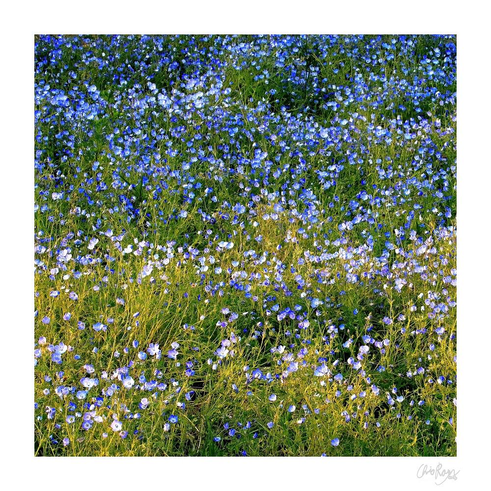 Forget Me Not Art Print 12x12 8x8 Wildflower Poster 16x16, Blue Green ...