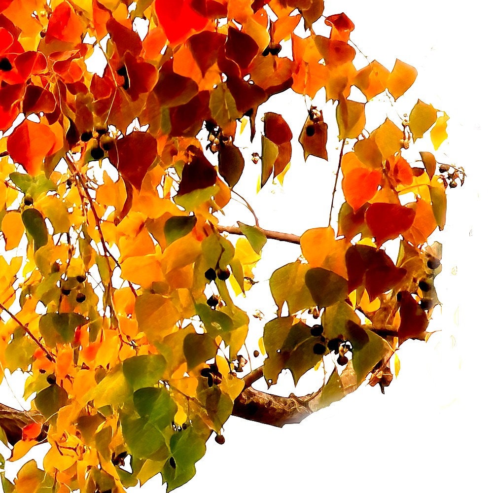 Fall Tree Wall Art Print for Rustic Country & Farm House, Autumnal Tree ...