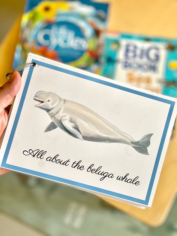 Mini Book all About Beluga Whale for Kids - Etsy