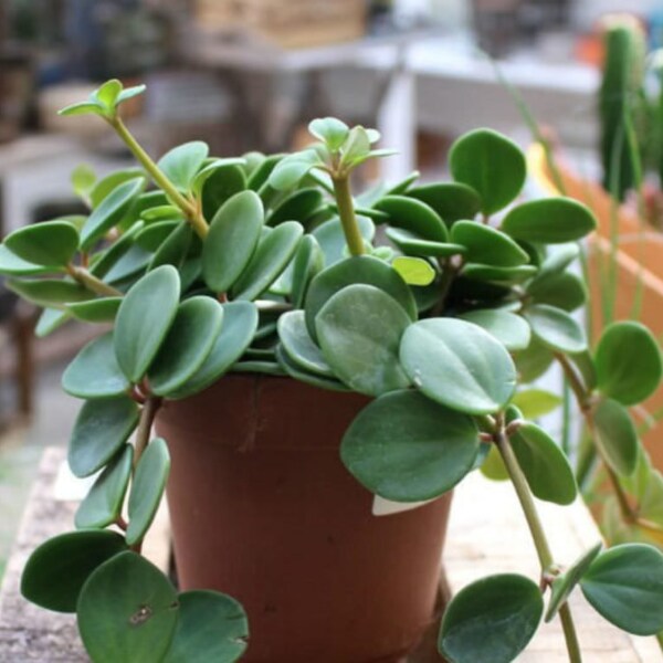 Peperomia Hope Plant - Etsy