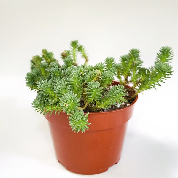 Joshua Tree Crafts - Etsy