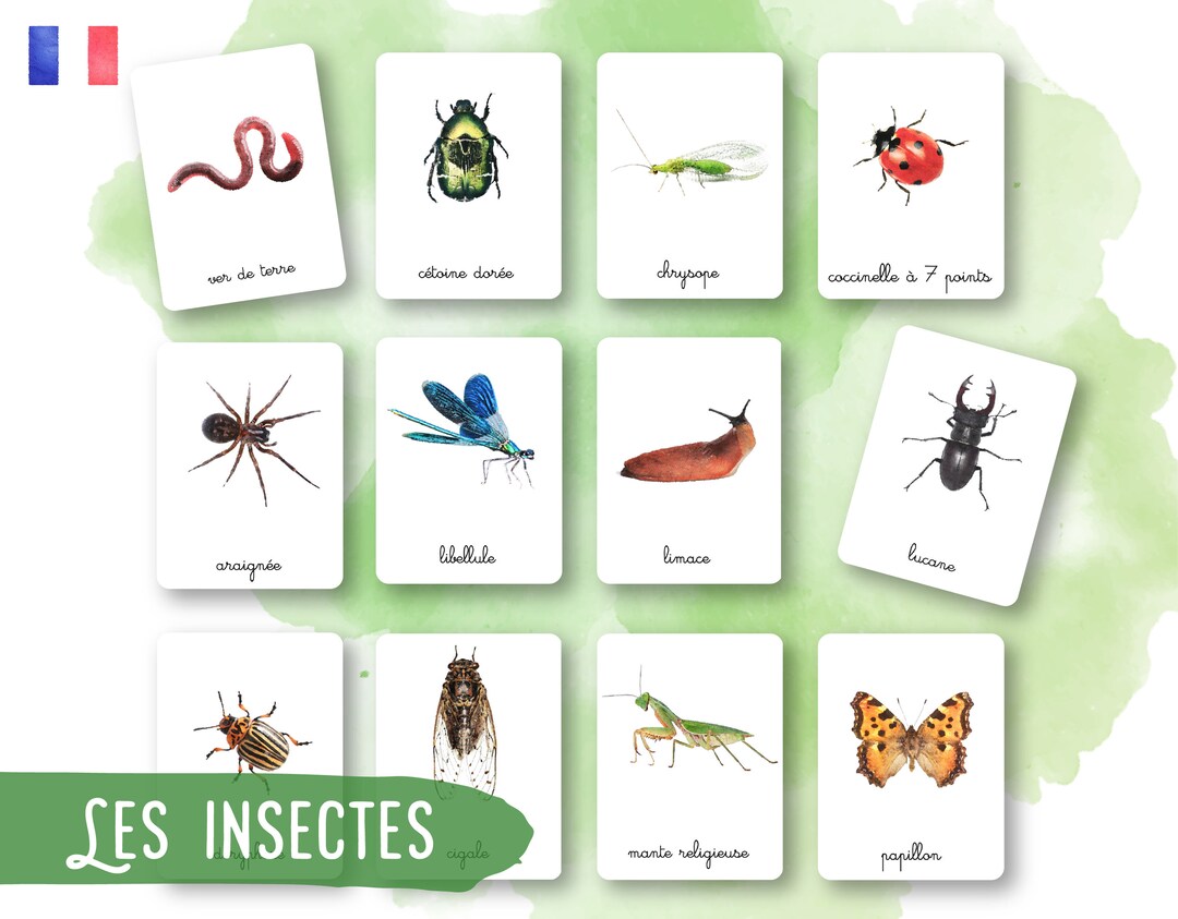 43 Montessori Cards - Insects and Small Beasts - French - Classified ...