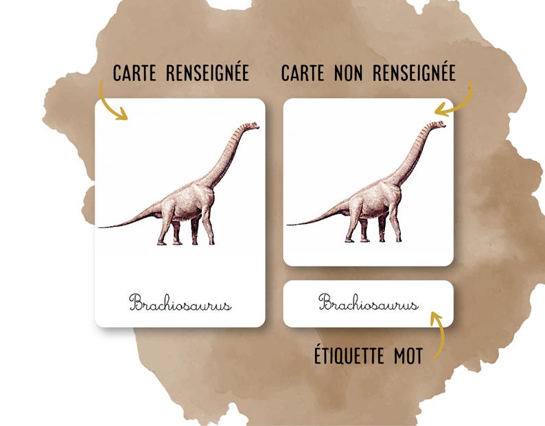 25 Montessori Cards - Dinosaurs - French - Classified Images ...