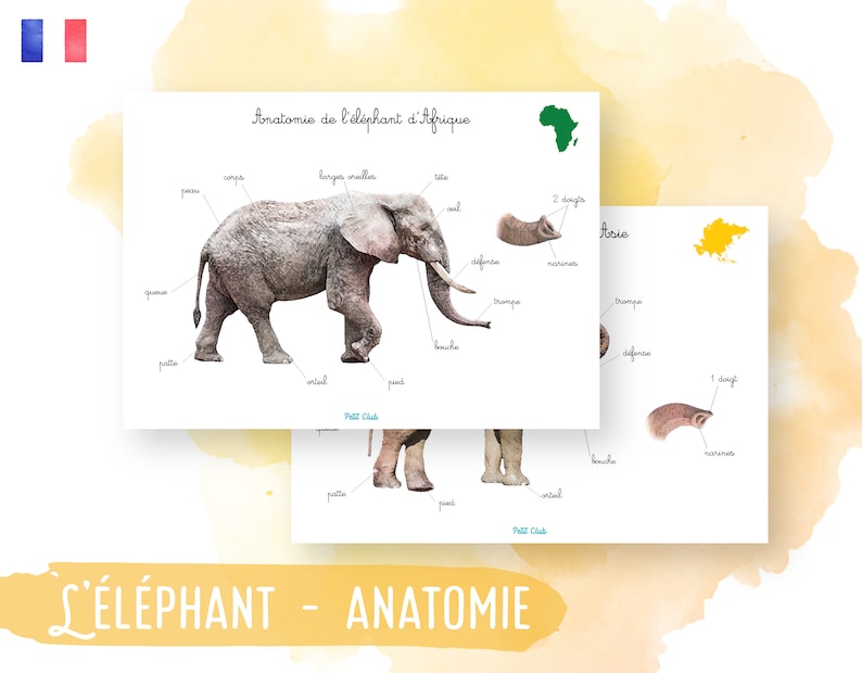African and Asian Elephant Anatomy Montessori Poster Poster Kids ...